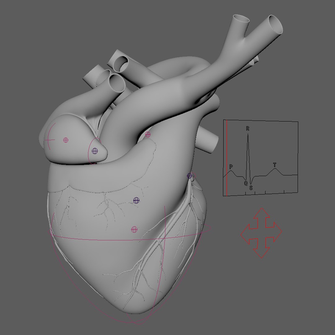 3D Rigged Heart Beating Model - TurboSquid 1227591