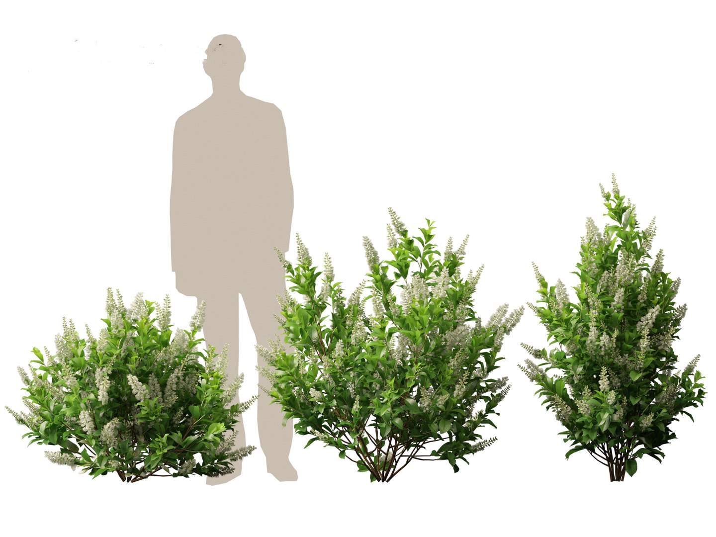 Clethra Alnifolia Sixteen Candles - Common White Alder 3D Model ...