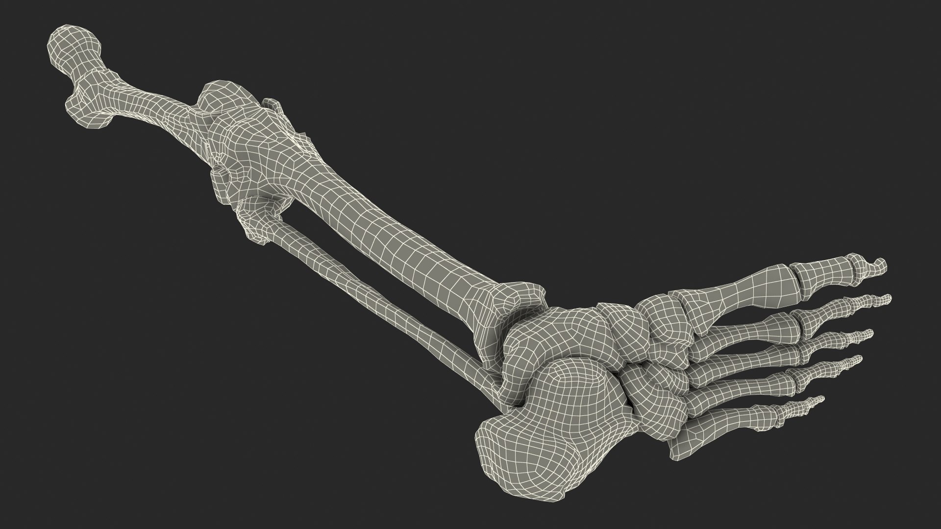 3D Human Leg Skeleton - TurboSquid 2385491