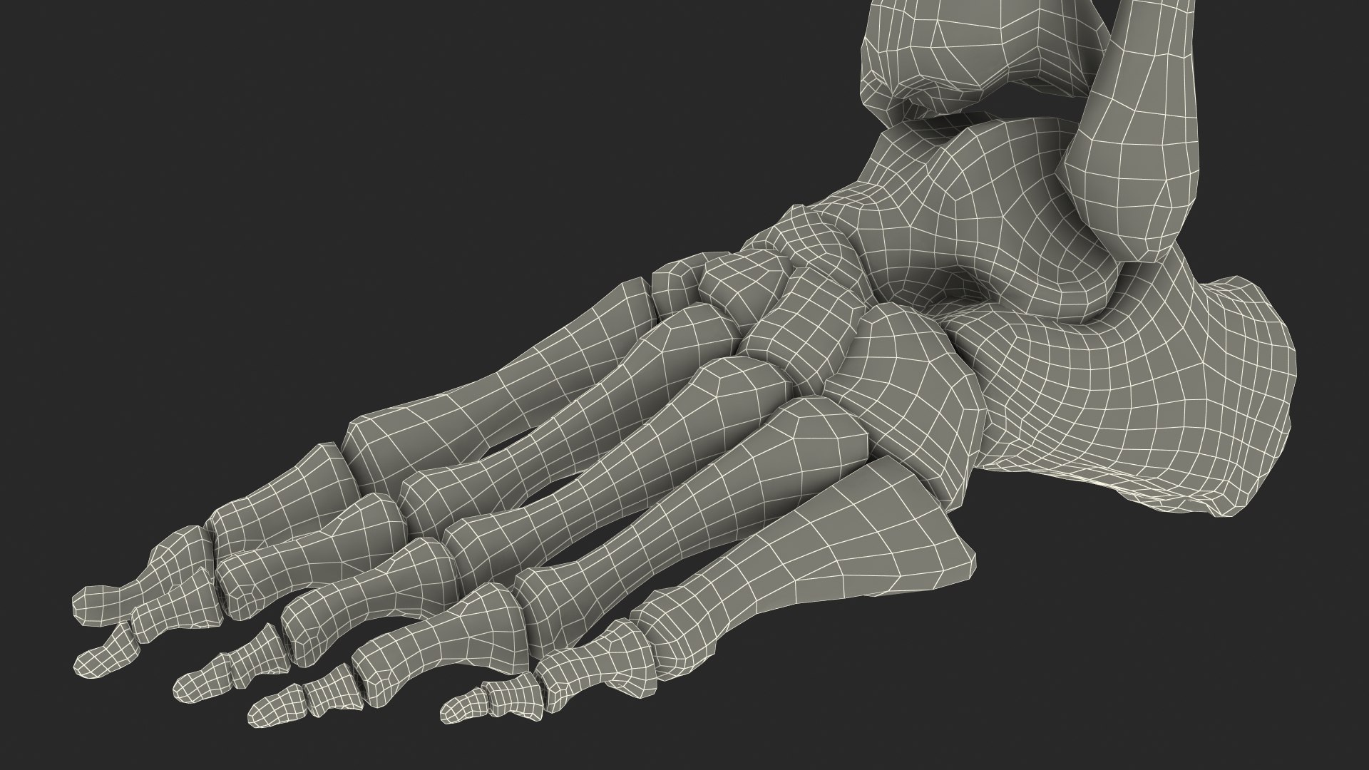 3D Human Leg Skeleton - TurboSquid 2385491