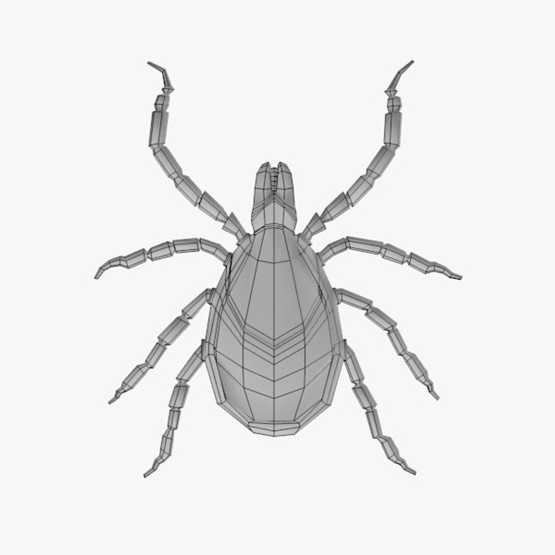 3d Model Ixodes Nymph