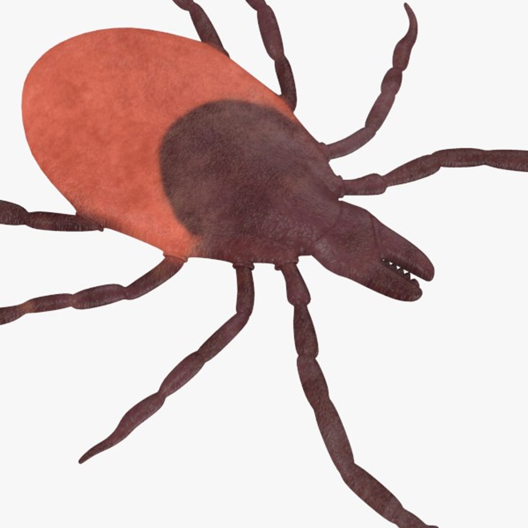 3d Model Ixodes Nymph