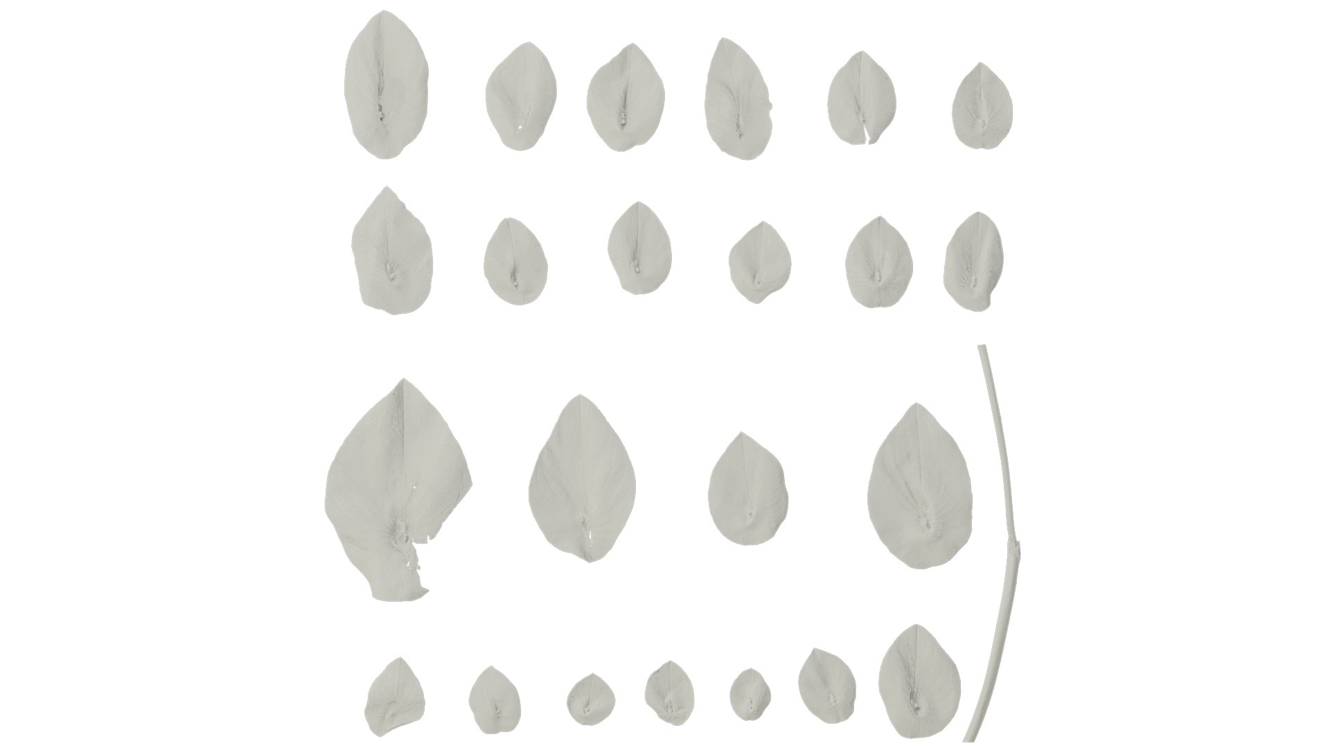 Anydrafts Bupleurum Rotundifolium Leaf 01 Textures 3D Model ...