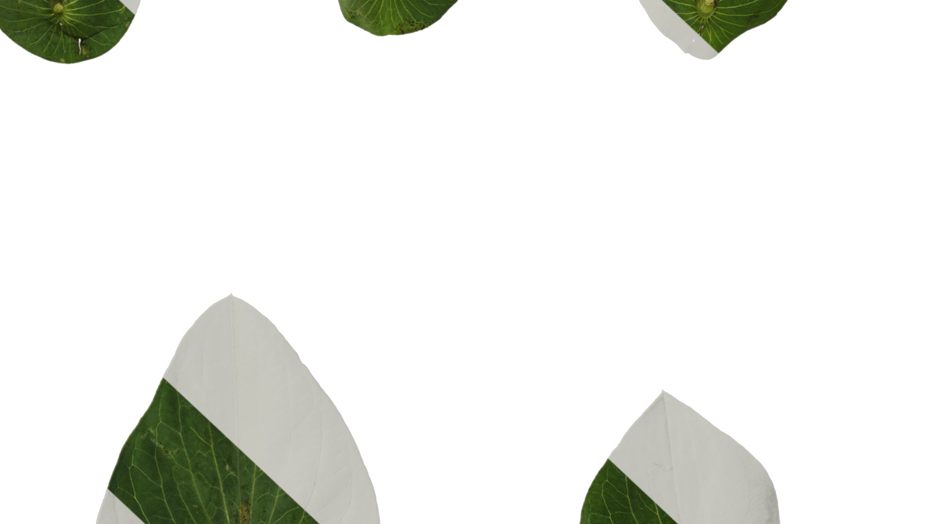 Anydrafts Bupleurum Rotundifolium Leaf 01 Textures 3D Model ...