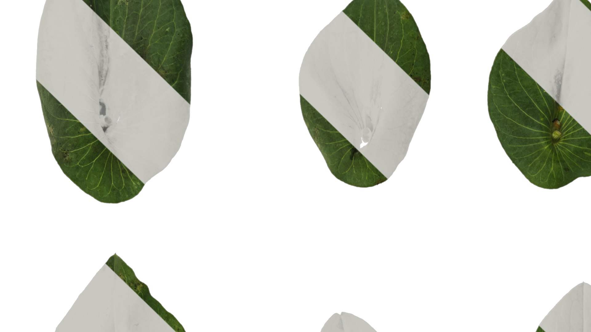 Anydrafts Bupleurum Rotundifolium Leaf 01 Textures 3D Model ...