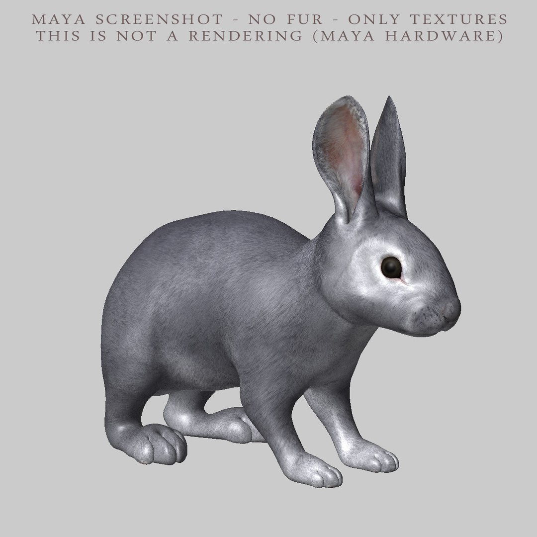 3d Ma Rabbit Grey Rigged Fur