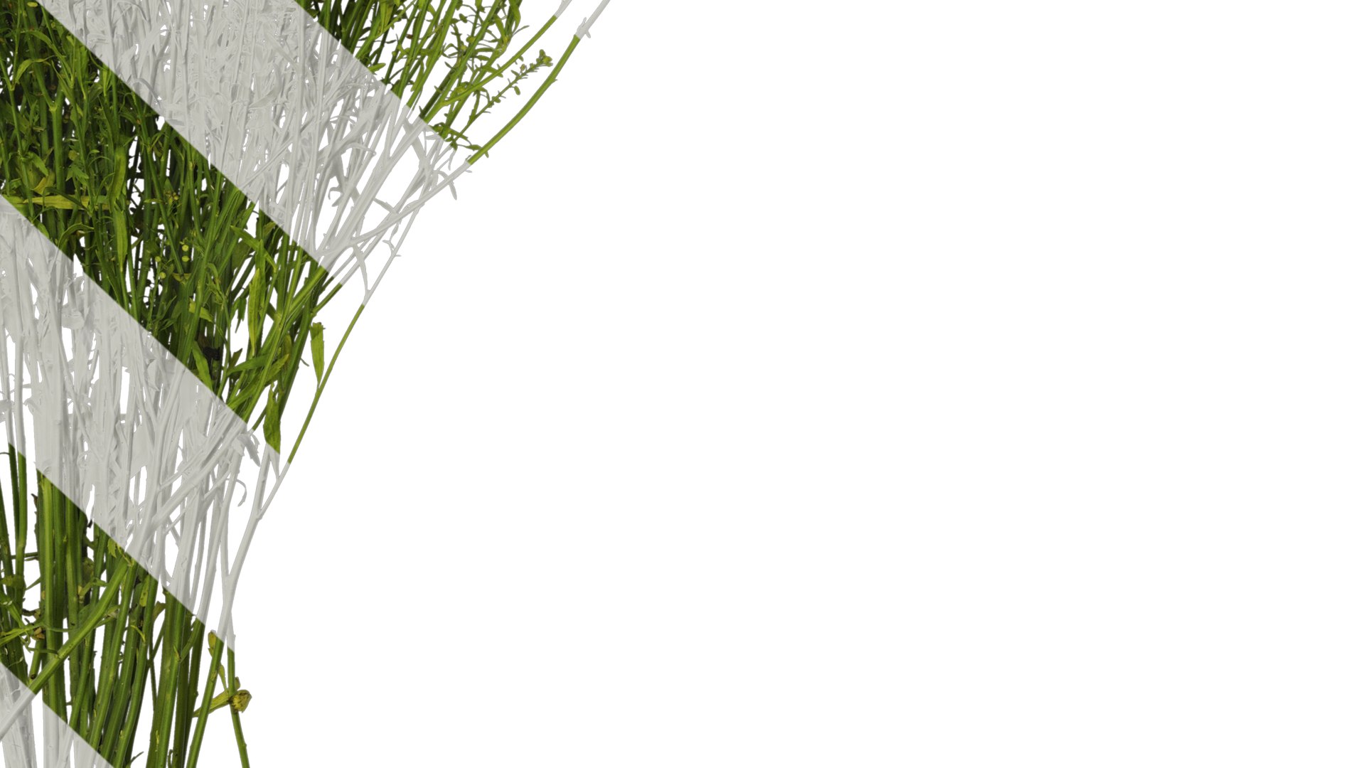 Anydrafts Thlaspi Green Bell Atlas 01 Textures 3D Model - TurboSquid ...