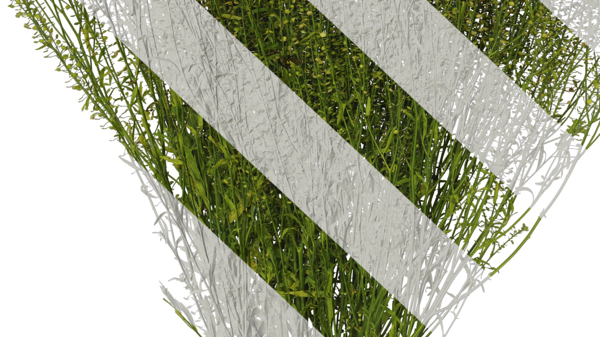 Anydrafts Thlaspi Green Bell Atlas 01 Textures 3D Model - TurboSquid ...