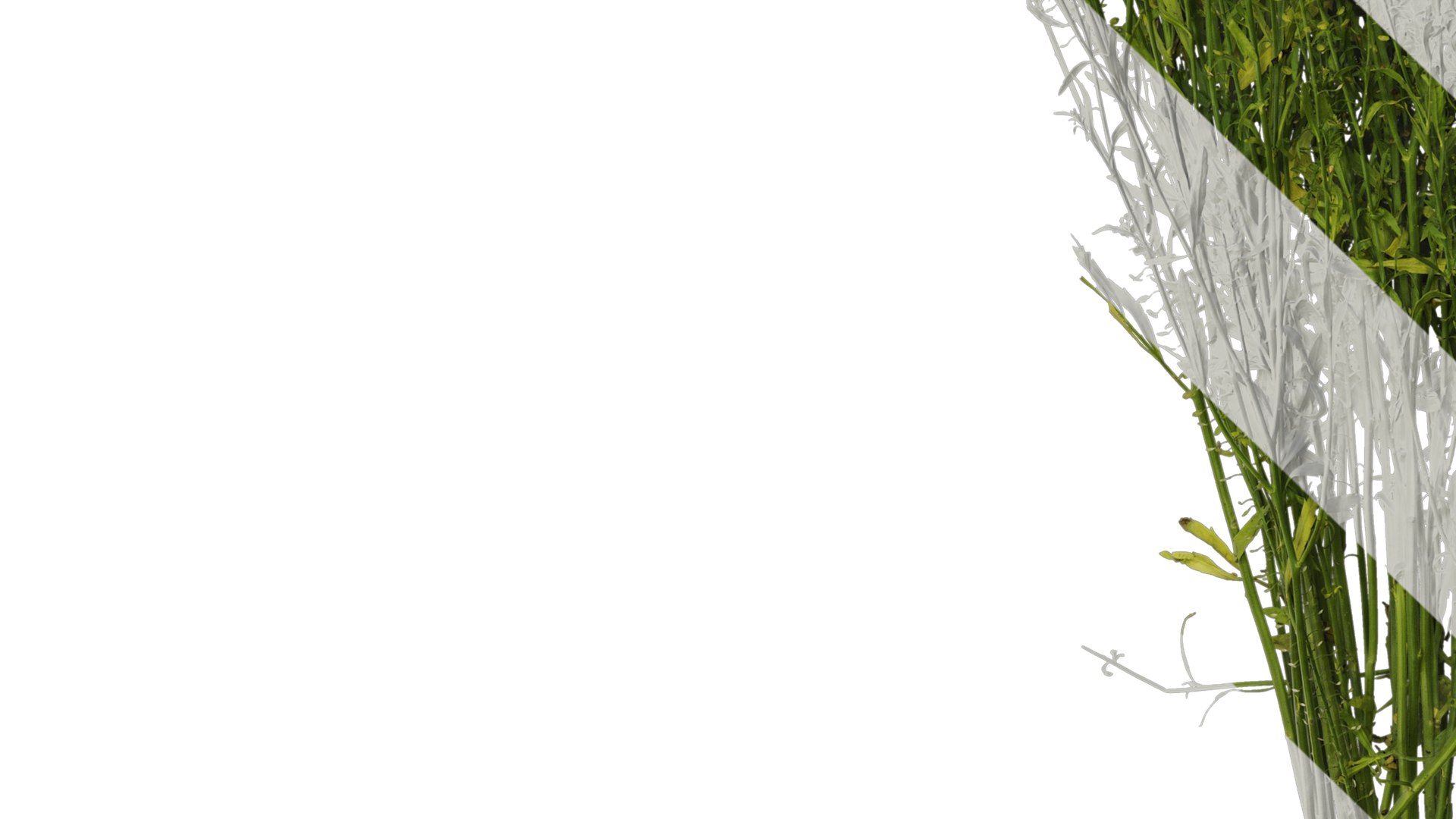 Anydrafts Thlaspi Green Bell Atlas 01 Textures 3D Model - TurboSquid ...