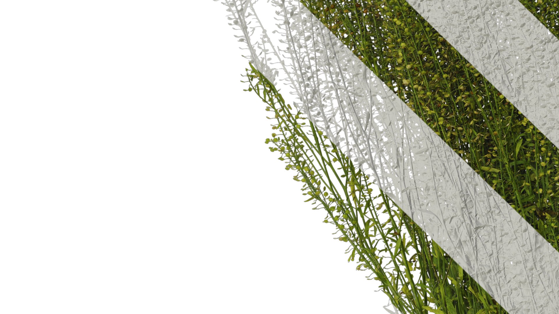 Anydrafts Thlaspi Green Bell Atlas 01 Textures 3D Model - TurboSquid ...