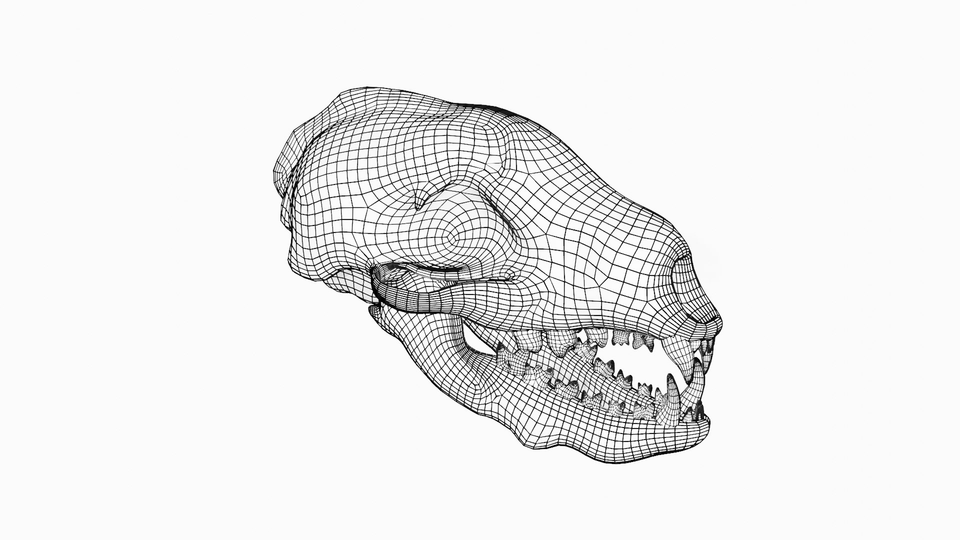 Badger Skull 3D Model - TurboSquid 1992719