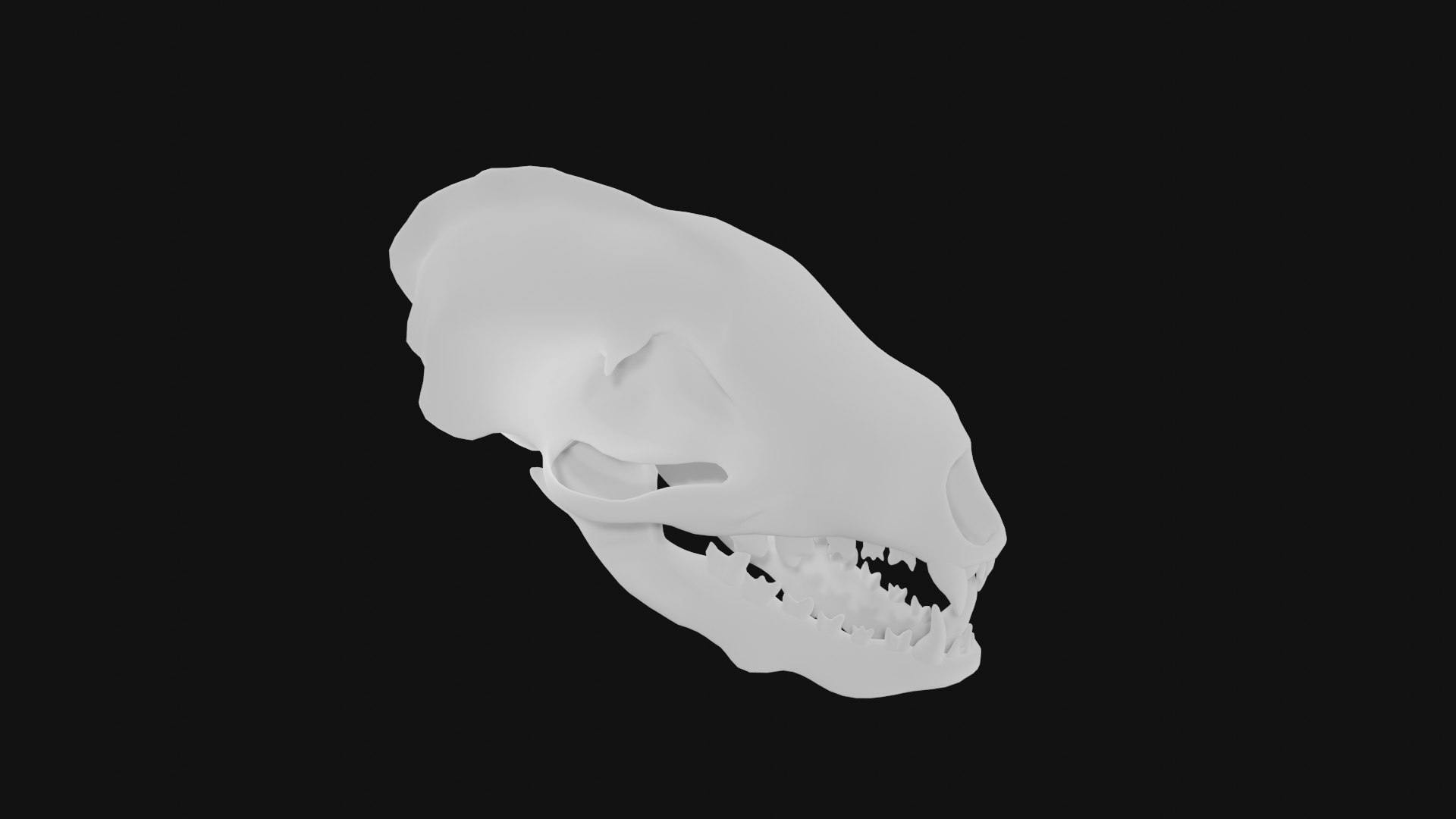 Badger Skull 3D Model - TurboSquid 1992719