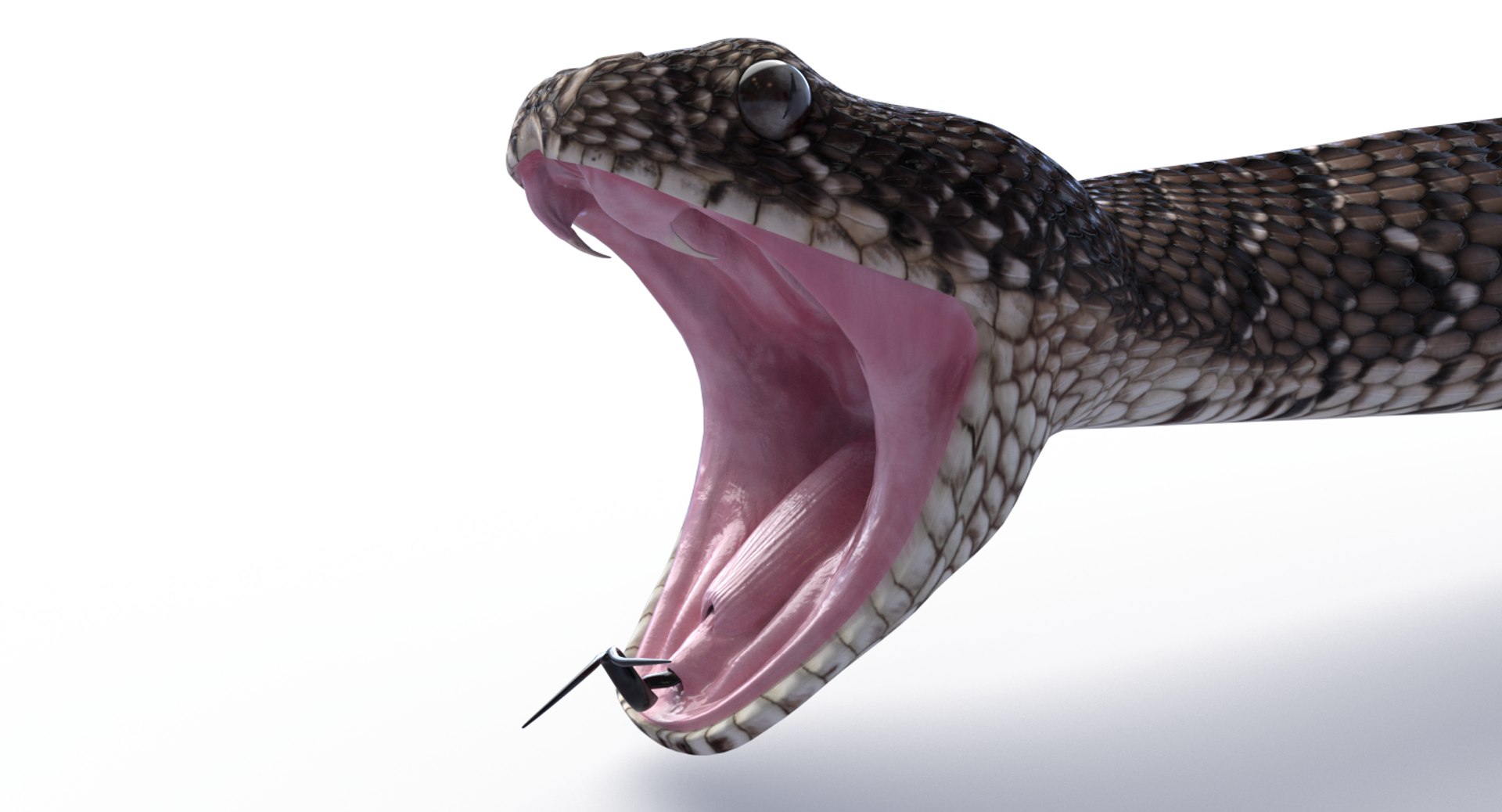 Puff Adder - Rigged 3D - TurboSquid 1774520