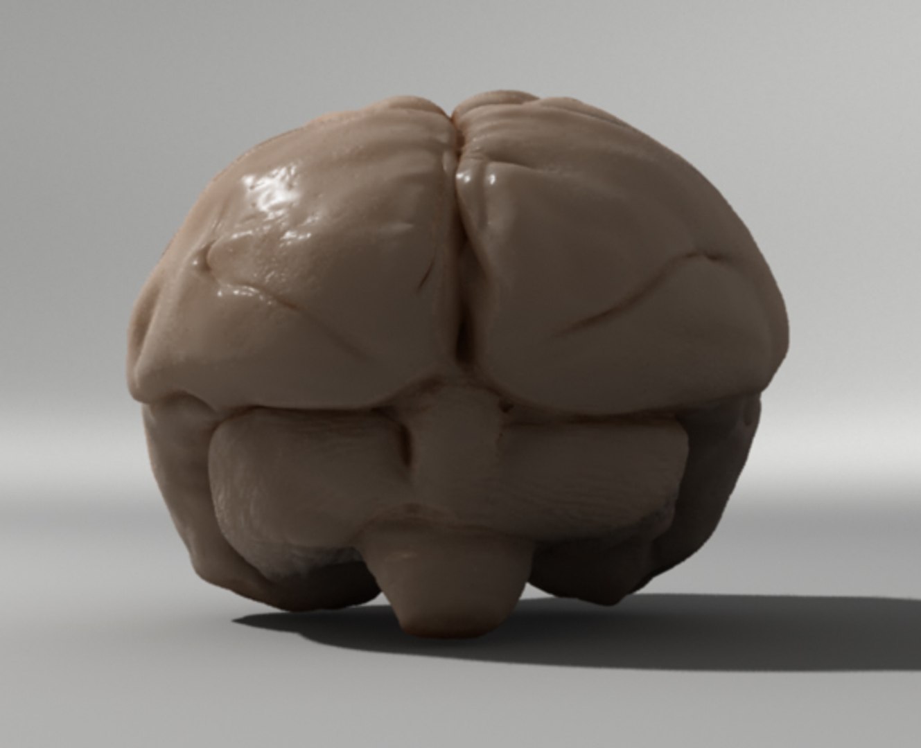 Monkey Brain 3d Obj