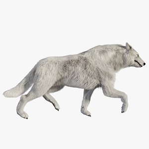3D Arctic Wolf Models - Browse & Download Formats - TurboSquid