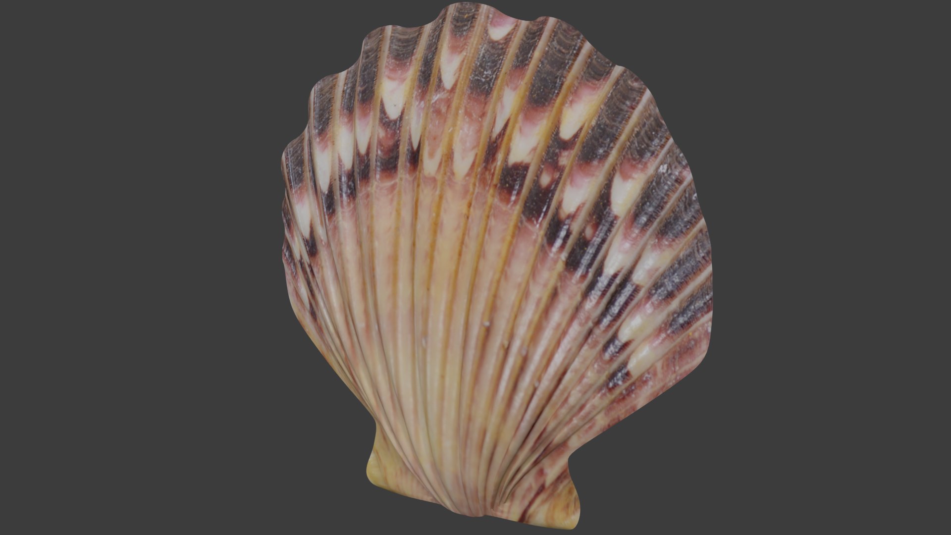 3D Seashell Model - TurboSquid 2235647