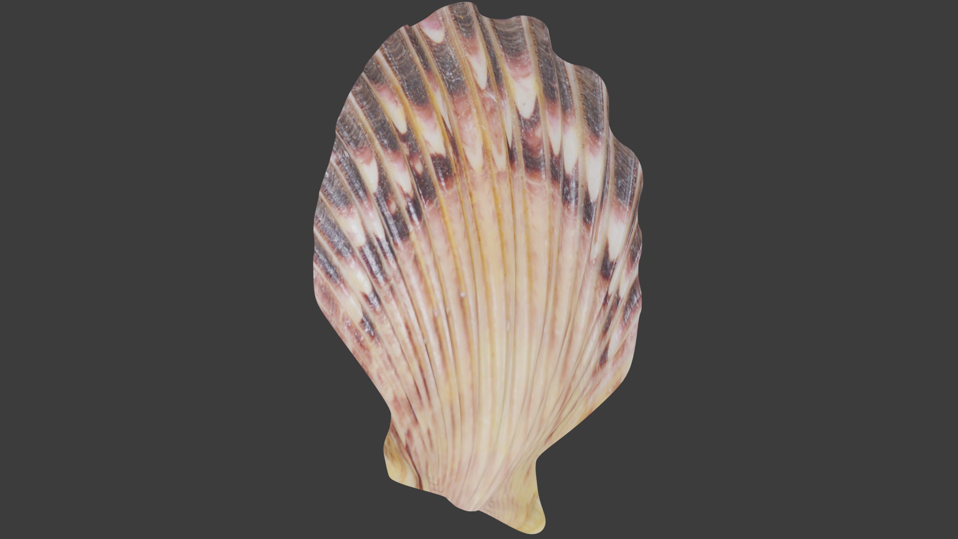 3D Seashell Model - TurboSquid 2235647