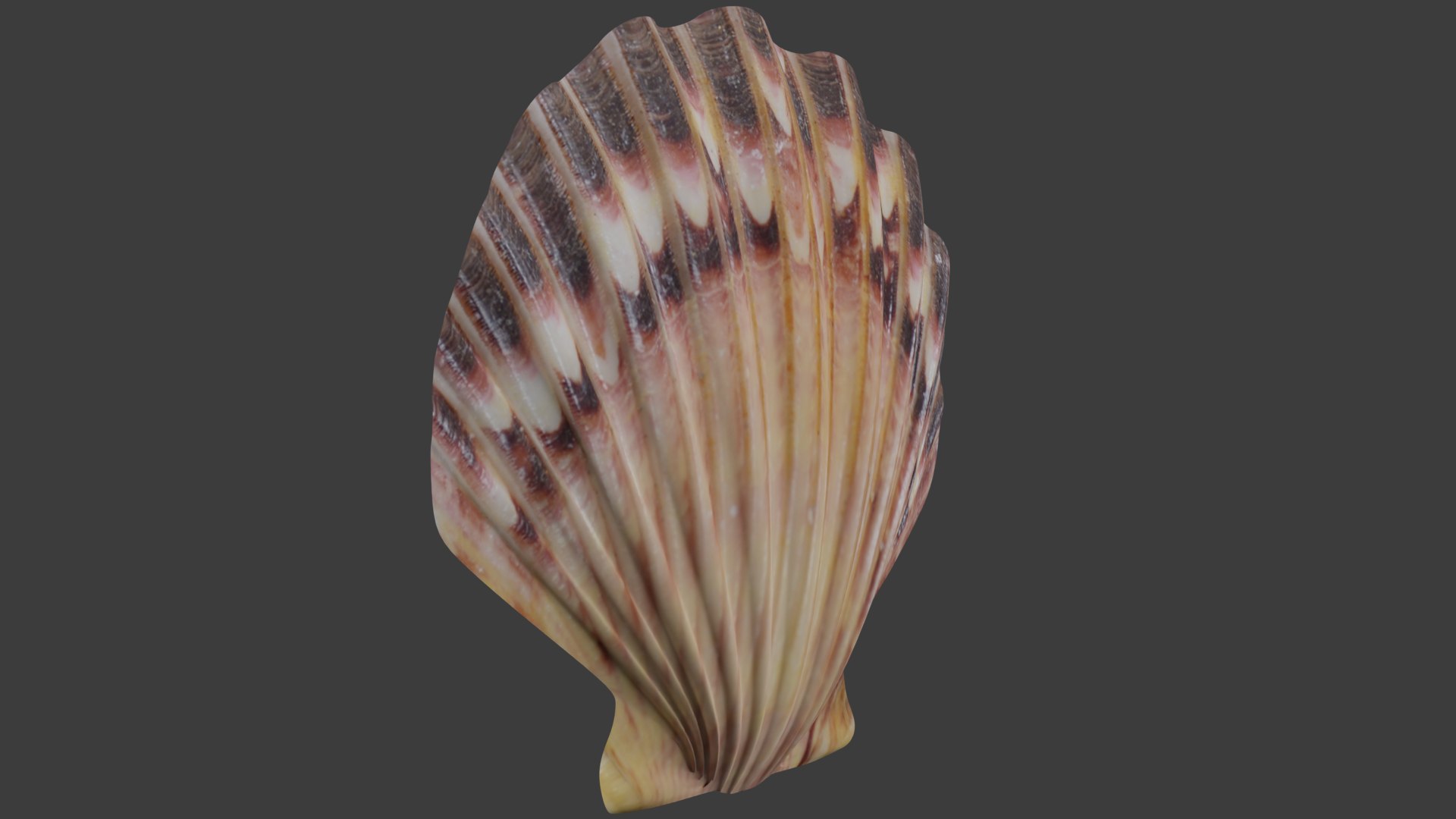 3D Seashell Model - TurboSquid 2235647