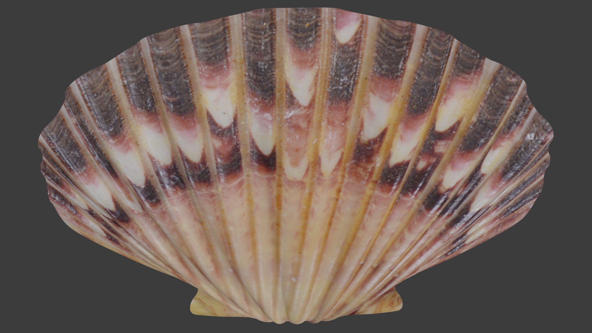 3D Seashell Model - TurboSquid 2235647