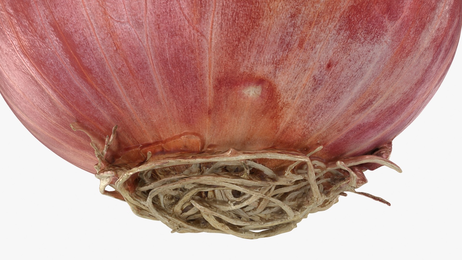 Shallot 03 3D Model - TurboSquid 2208794