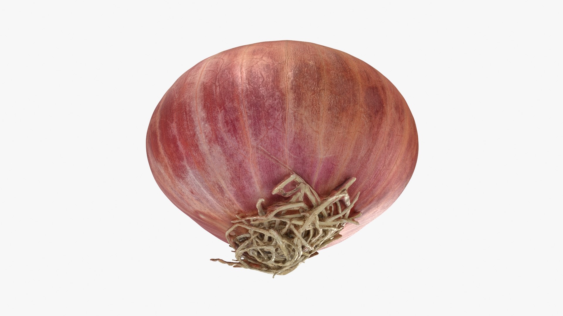 Shallot 03 3D Model - TurboSquid 2208794