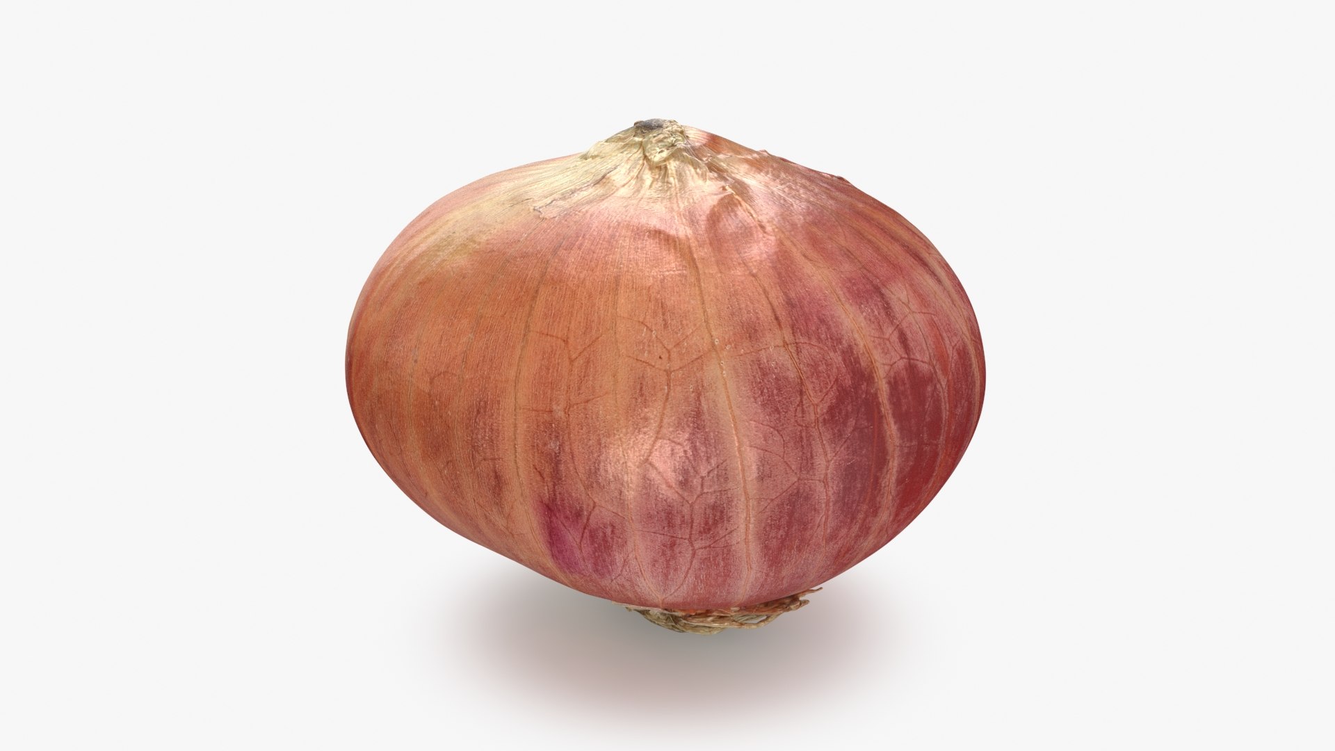 Shallot 03 3D Model - TurboSquid 2208794