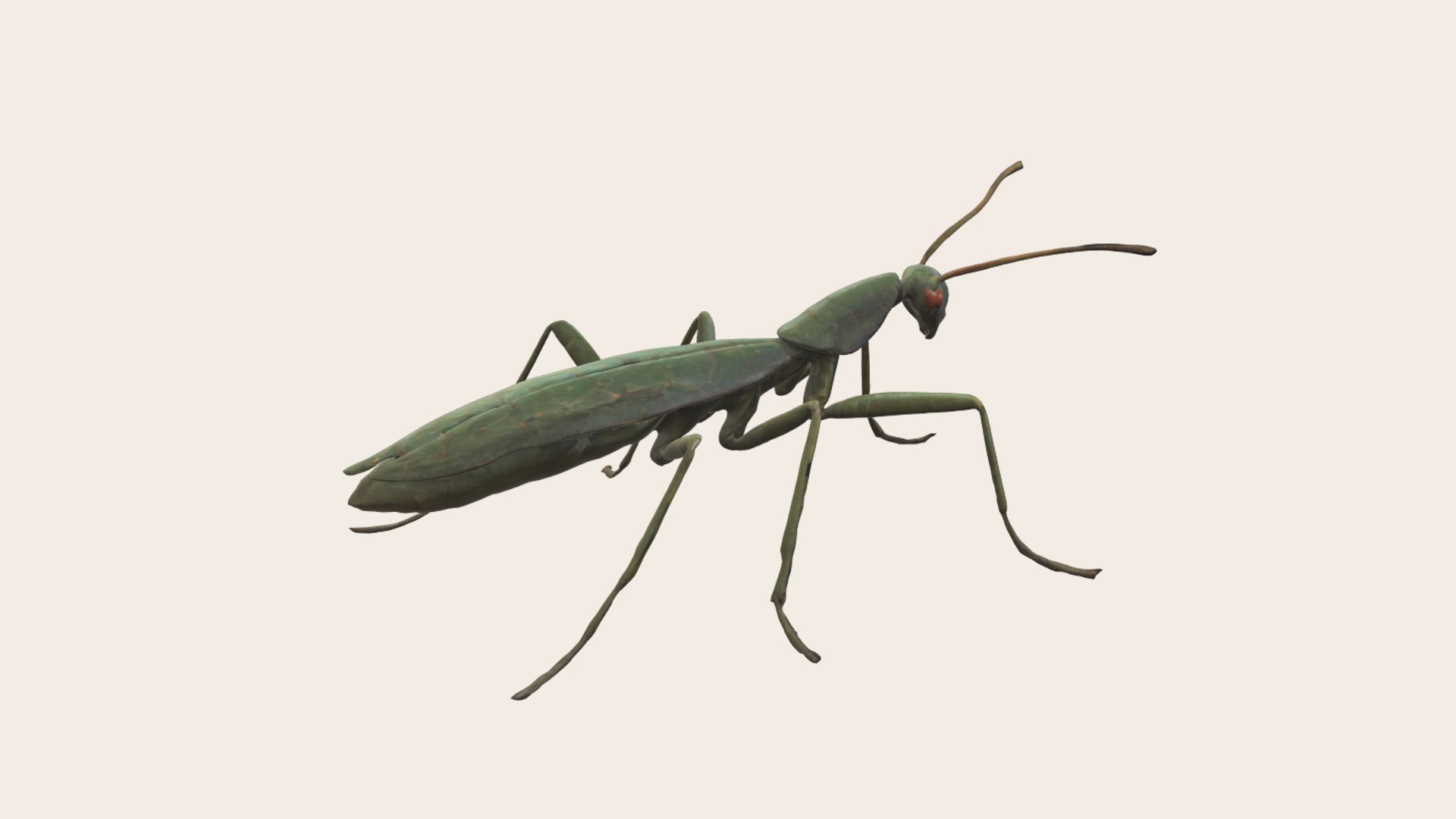 3D Rare Phasmida Stick Insect Model - TurboSquid 2323823