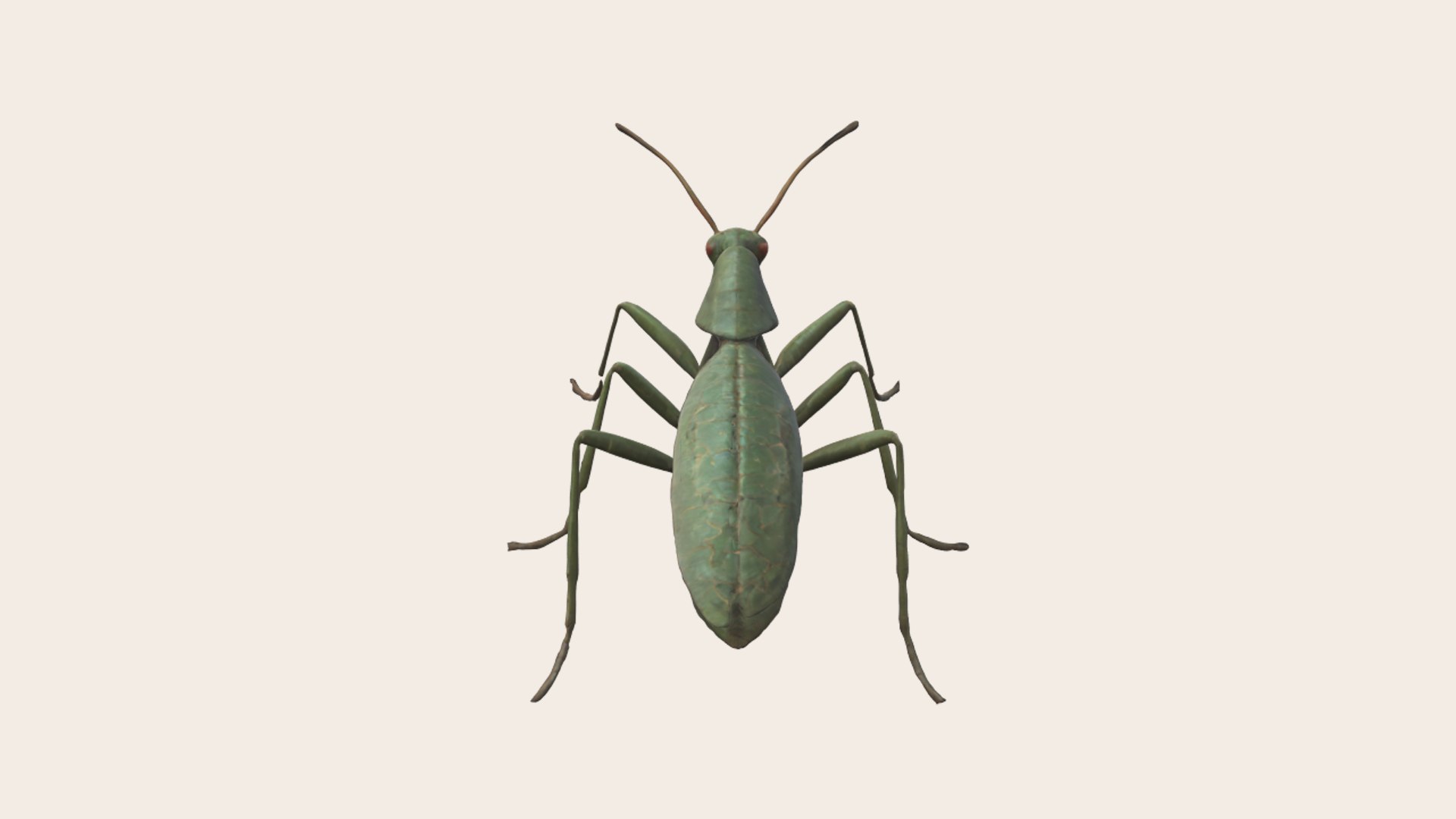 3D Rare Phasmida Stick Insect Model - TurboSquid 2323823