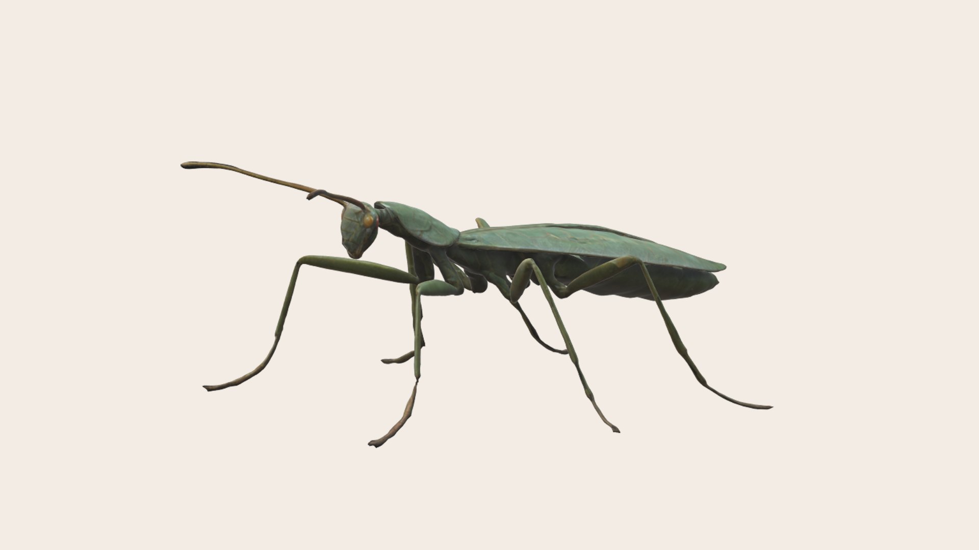 3D Rare Phasmida Stick Insect Model - TurboSquid 2323823