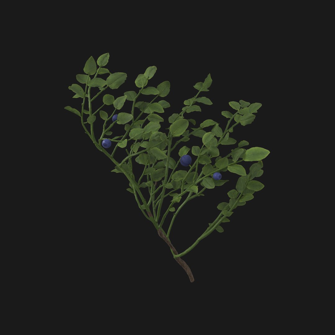Blueberries 3D Model - TurboSquid 1777054