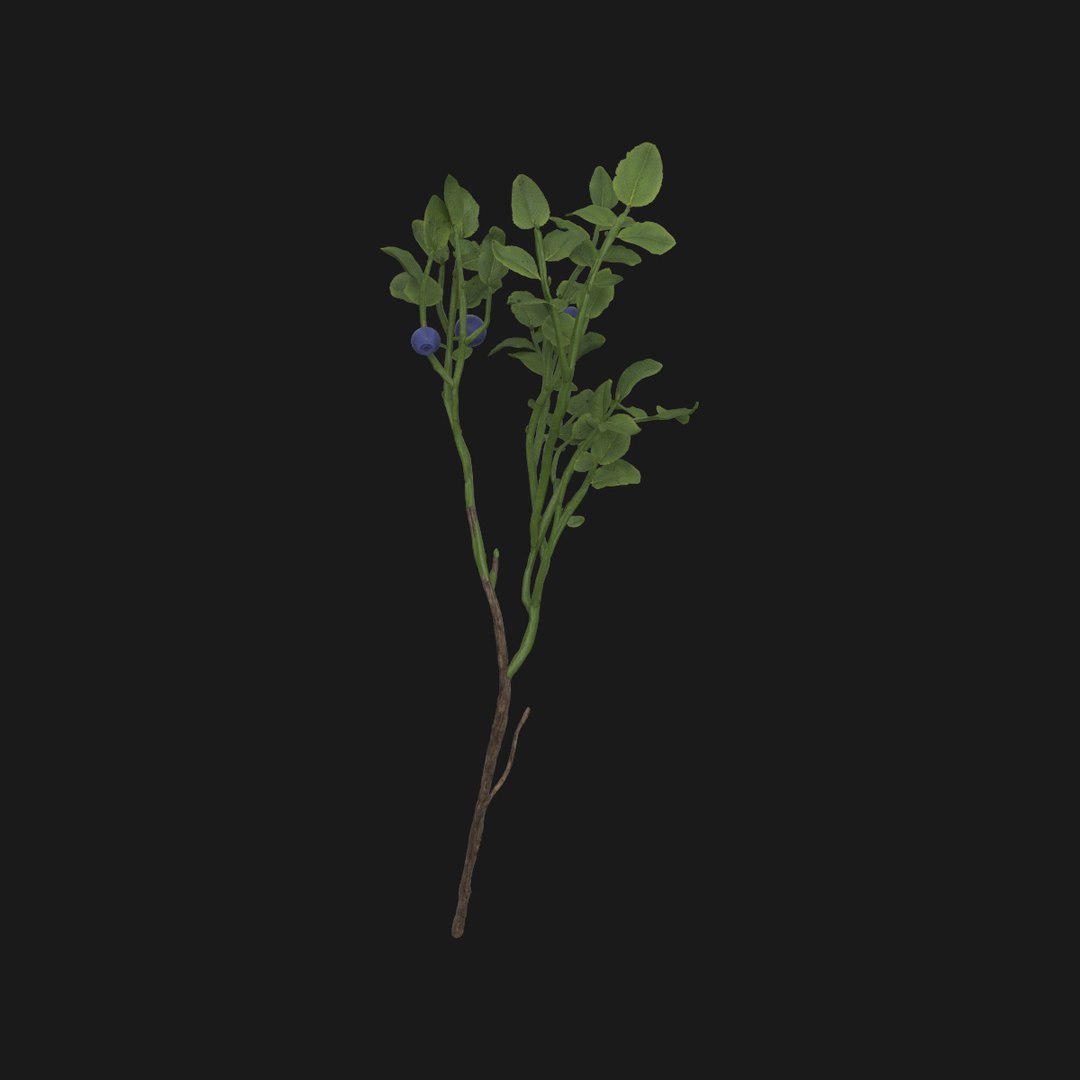 Blueberries 3D Model - TurboSquid 1777054
