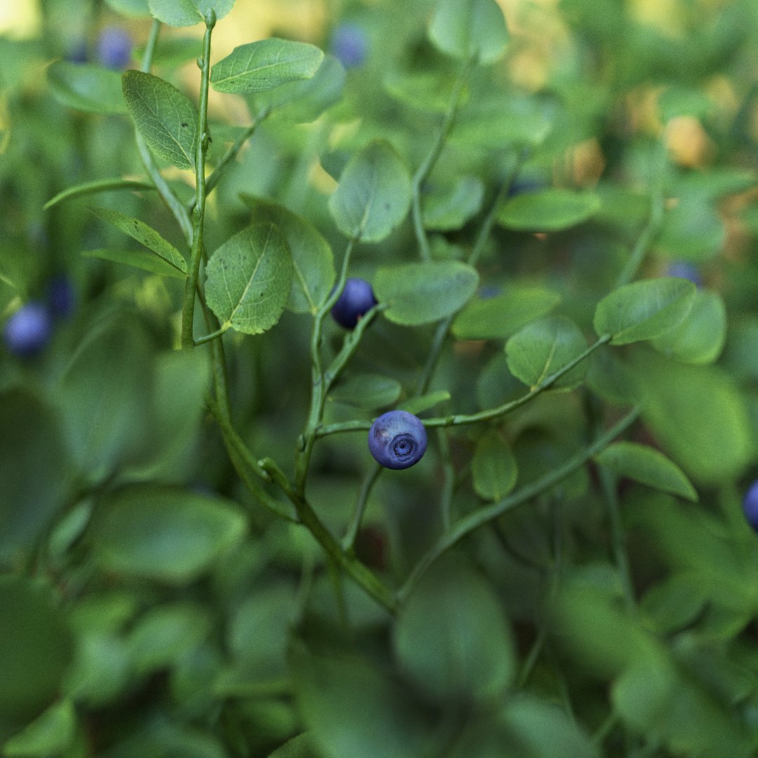 Blueberries 3D Model - TurboSquid 1777054