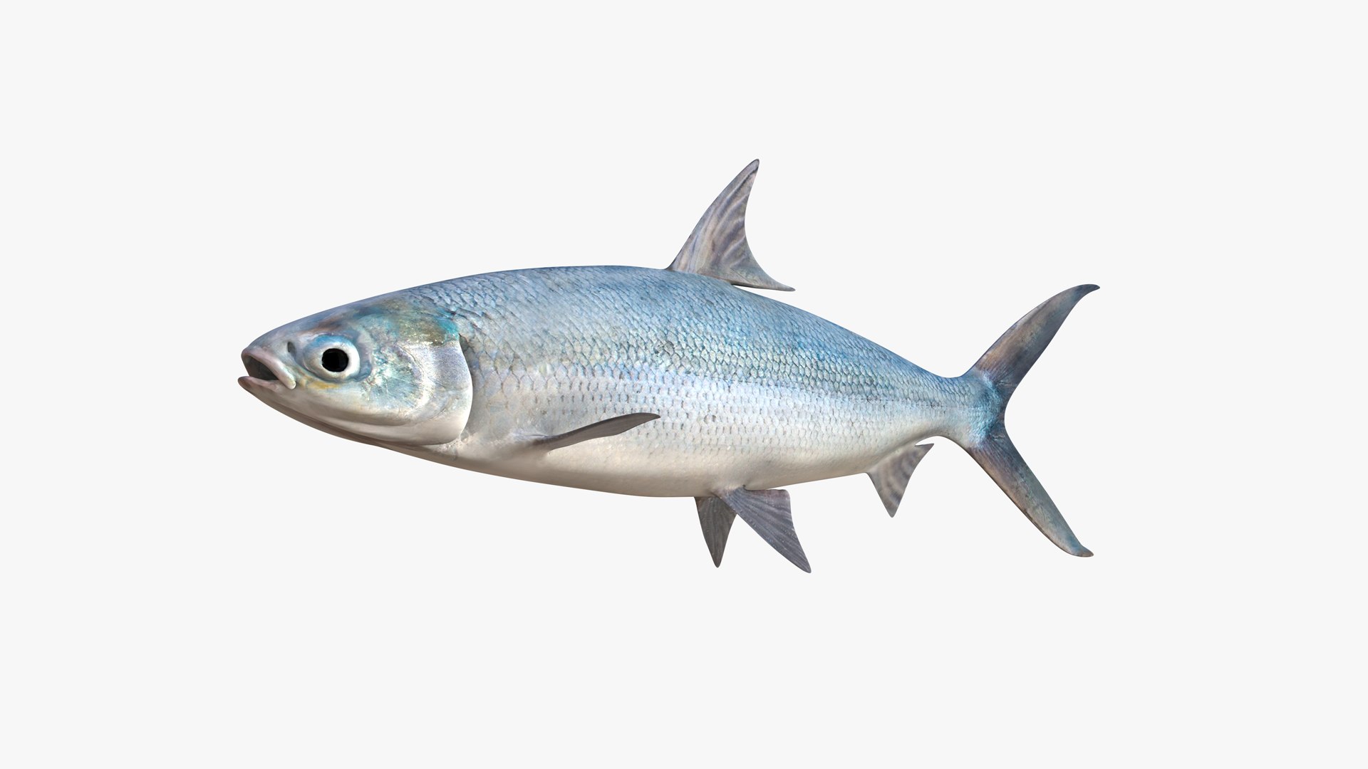 how to draw a milkfish