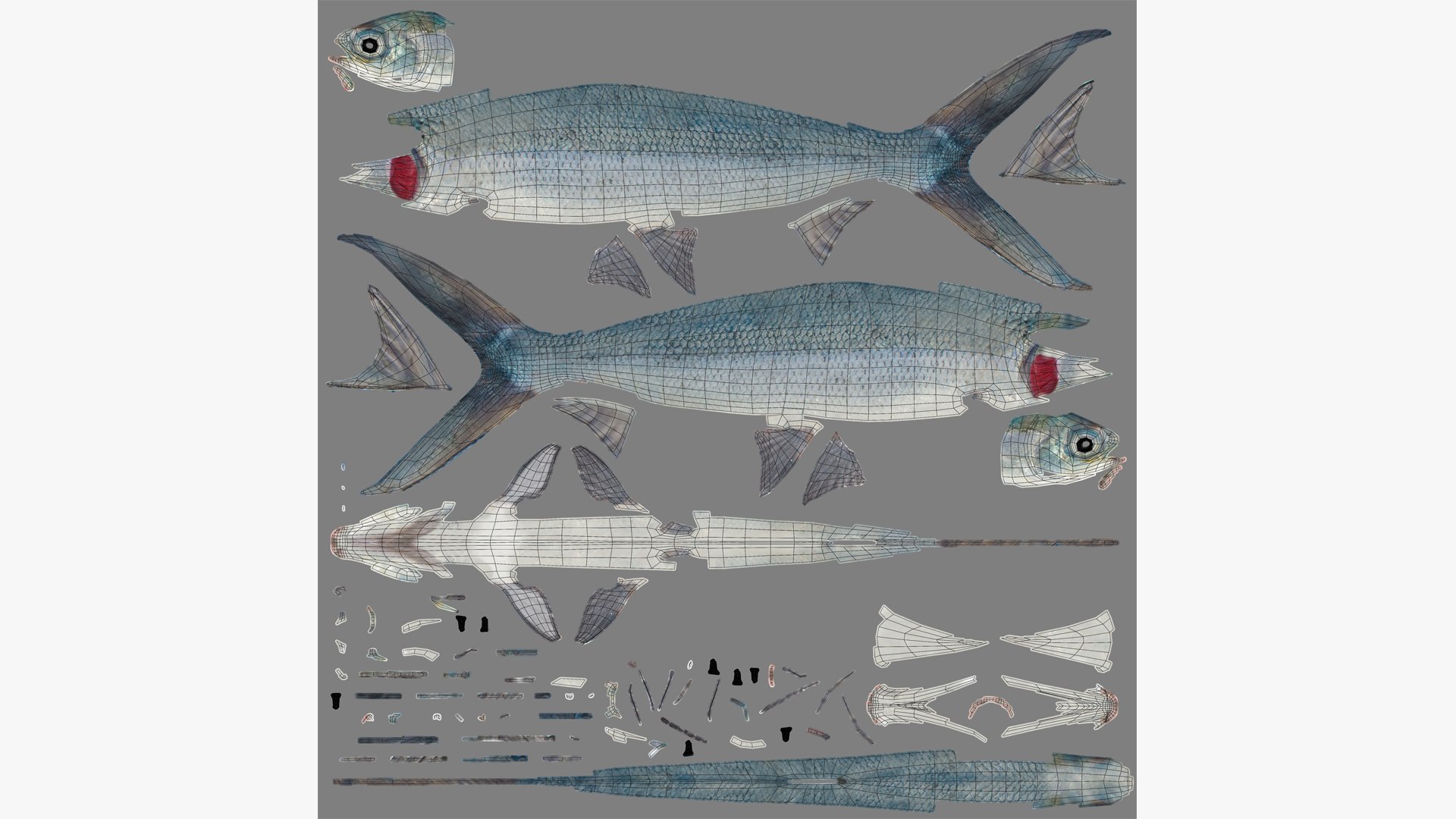 3D Realistic Milkfish - TurboSquid 1579783