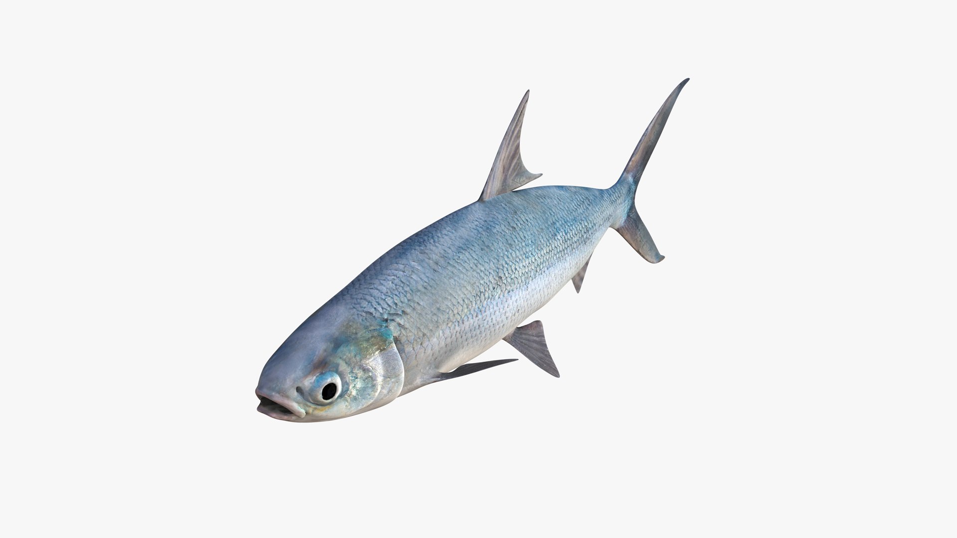 3D Realistic Milkfish - TurboSquid 1579783