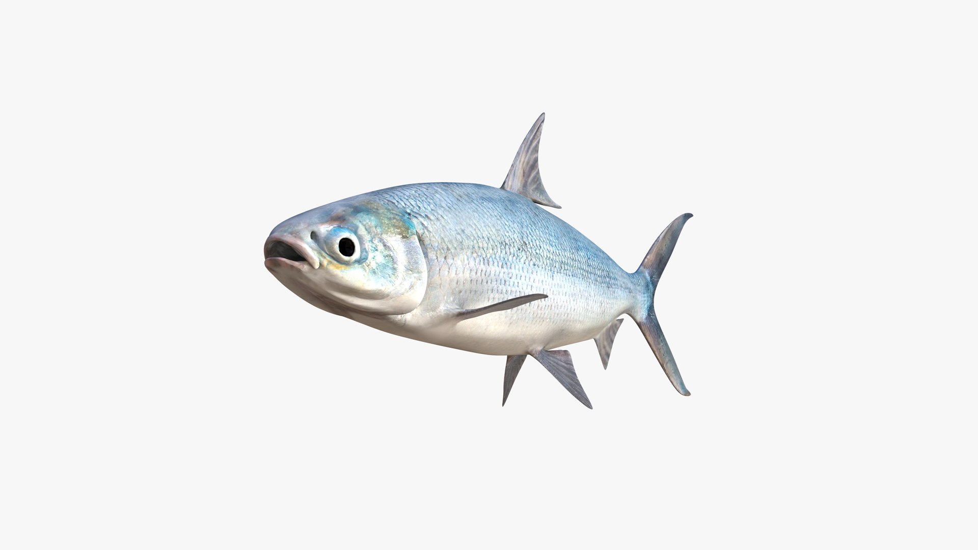 3D Realistic Milkfish - TurboSquid 1579783