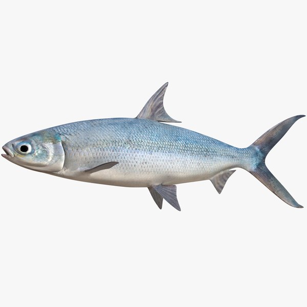 Dolphinfish male 3D - TurboSquid 1324732