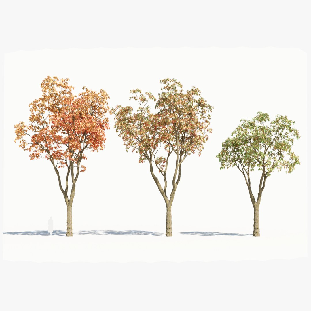 Quercus Serrata A 3D Model - TurboSquid 2306664