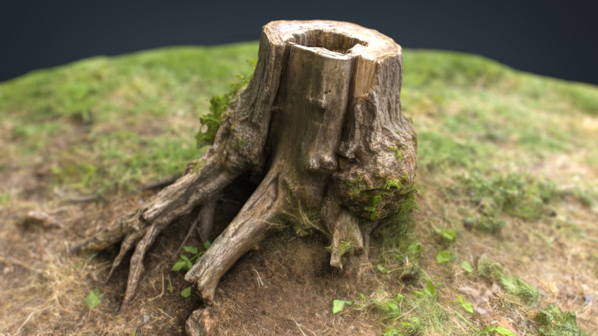 3D Realistic Tree Stump - TurboSquid 1164203
