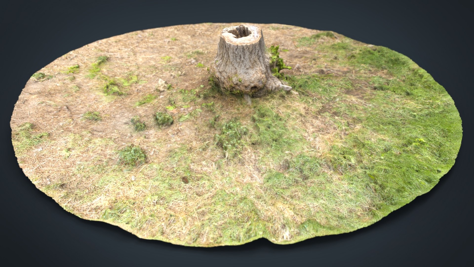 3D Realistic Tree Stump - TurboSquid 1164203