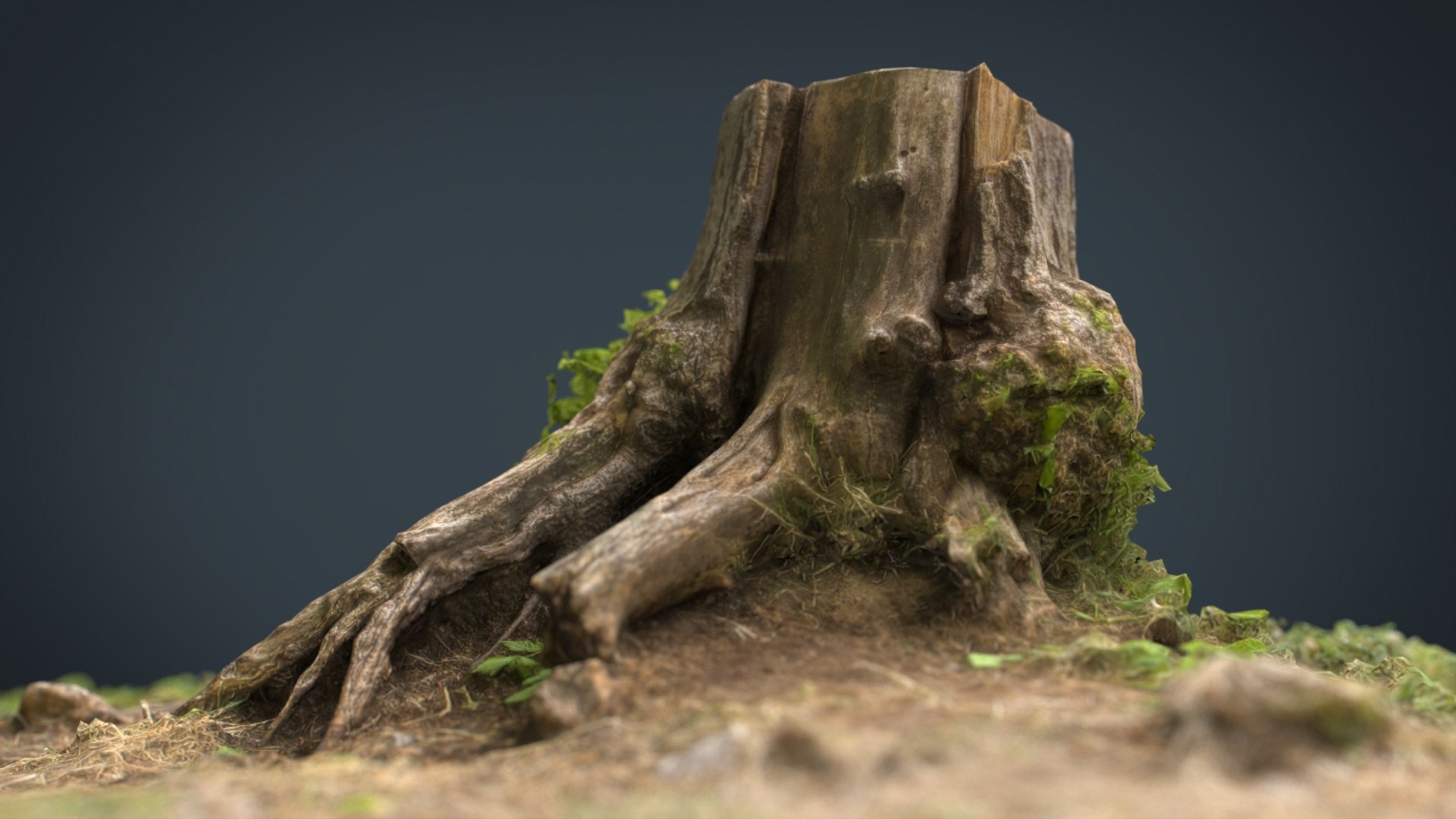 3D Realistic Tree Stump - TurboSquid 1164203