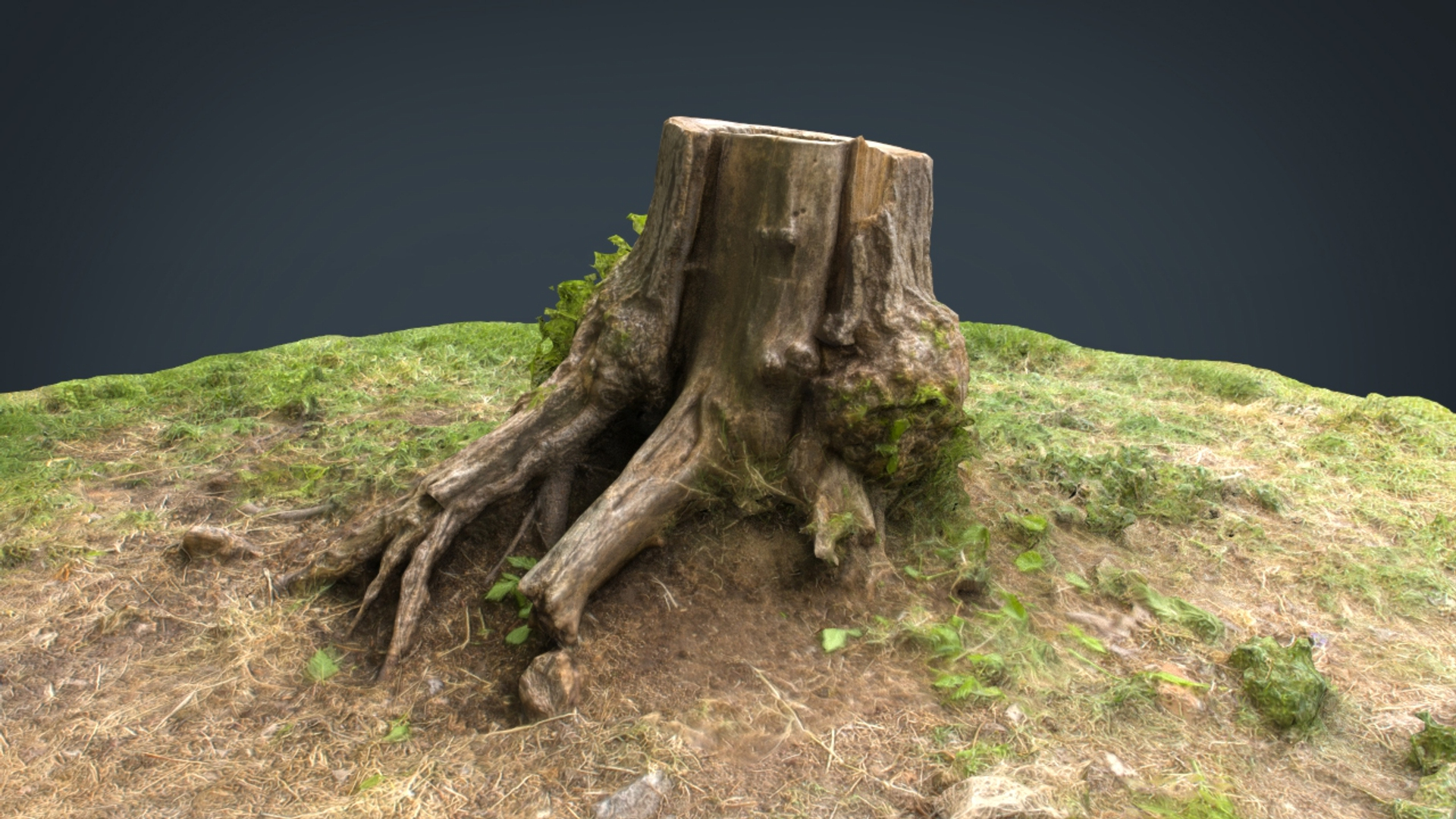 3D Realistic Tree Stump - TurboSquid 1164203