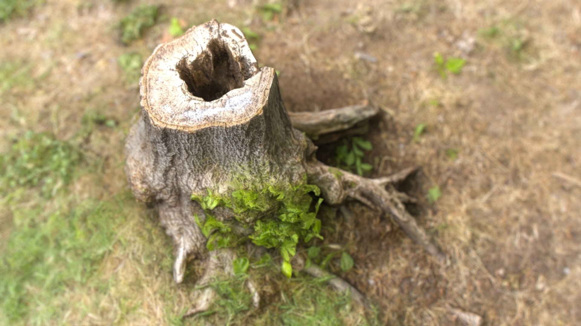 3D Realistic Tree Stump - TurboSquid 1164203
