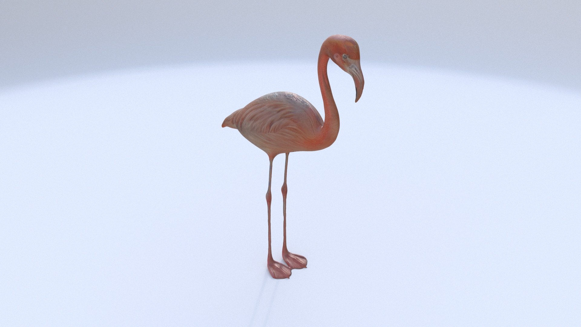 Flamingo Model - TurboSquid 2334991