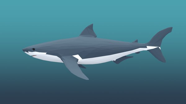 Hai Low-Poly-3D-Modell 3D-Modell - TurboSquid 1588071