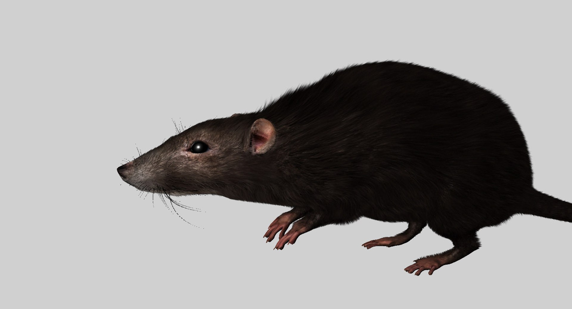 3D rat rigged model - TurboSquid 1434239