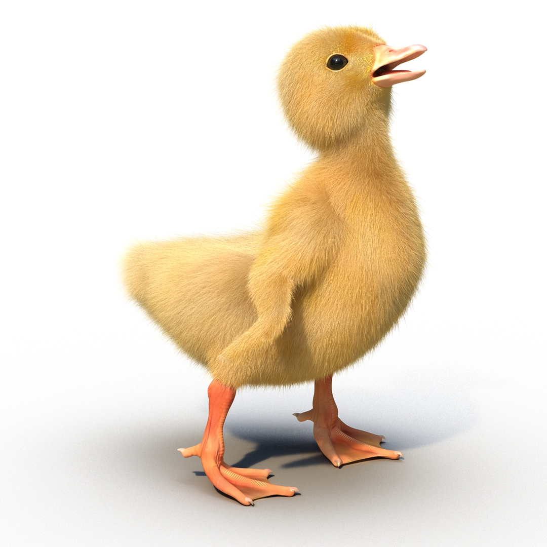 Duckling Pose 4 Max