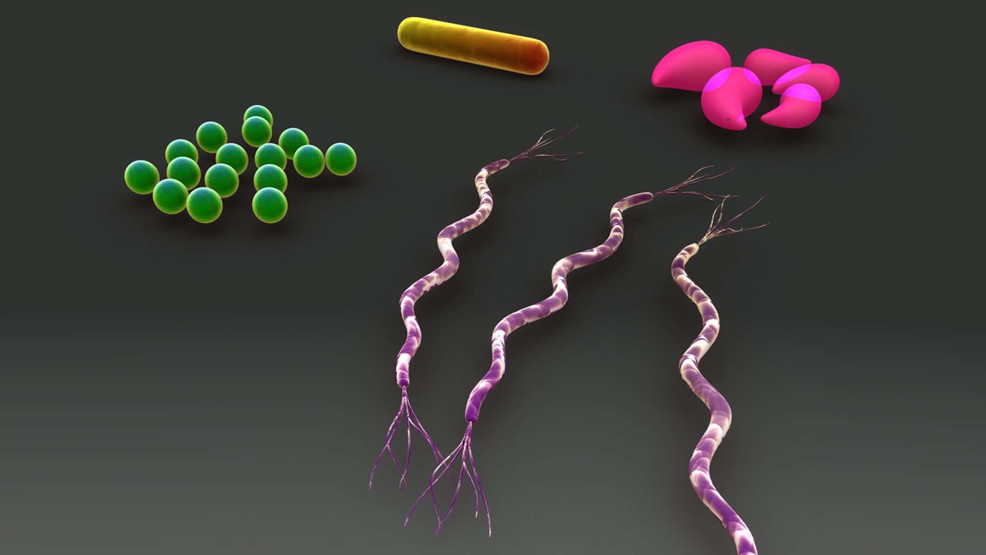 Bacteria 3d Model