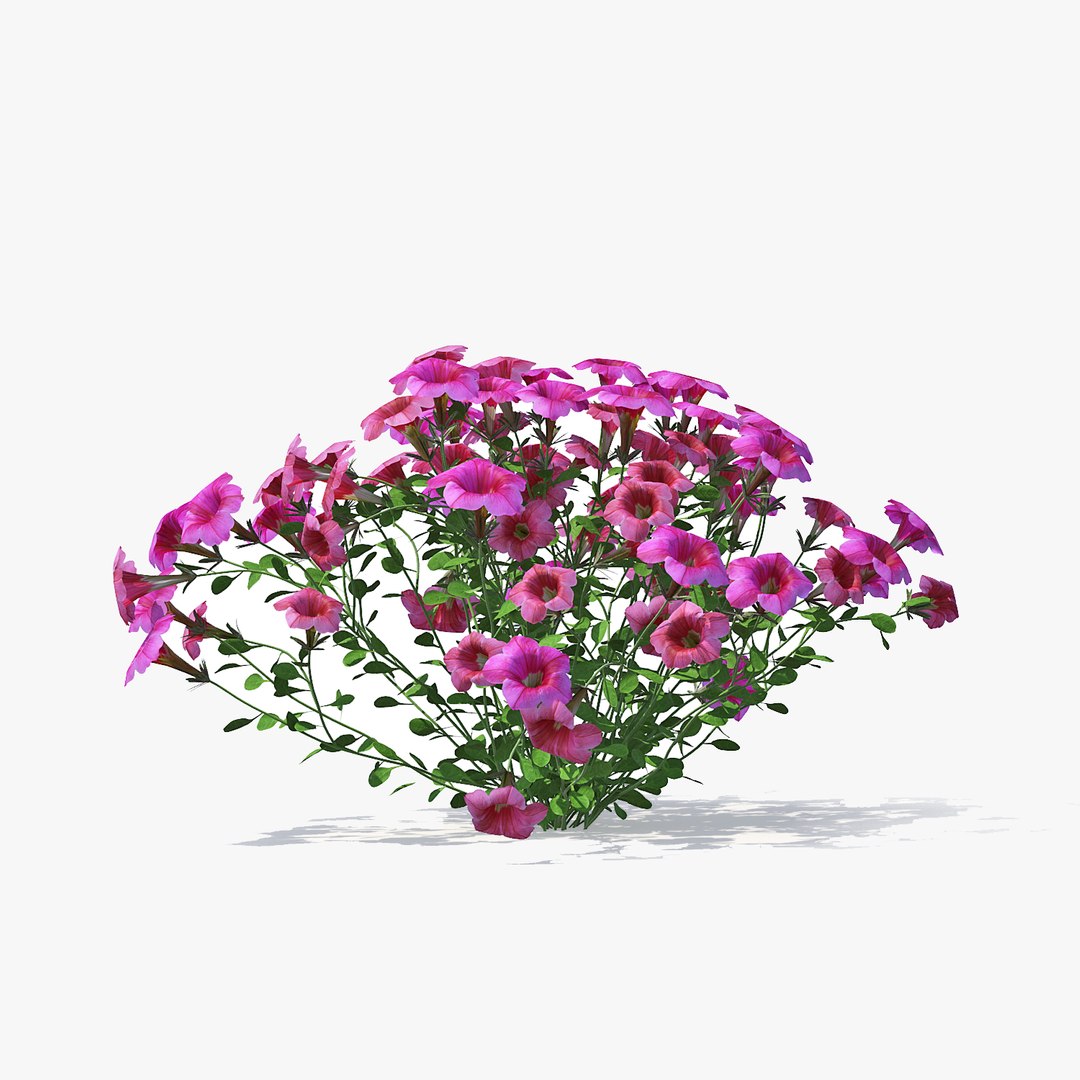 Petunia Flowers Model - TurboSquid 1339578