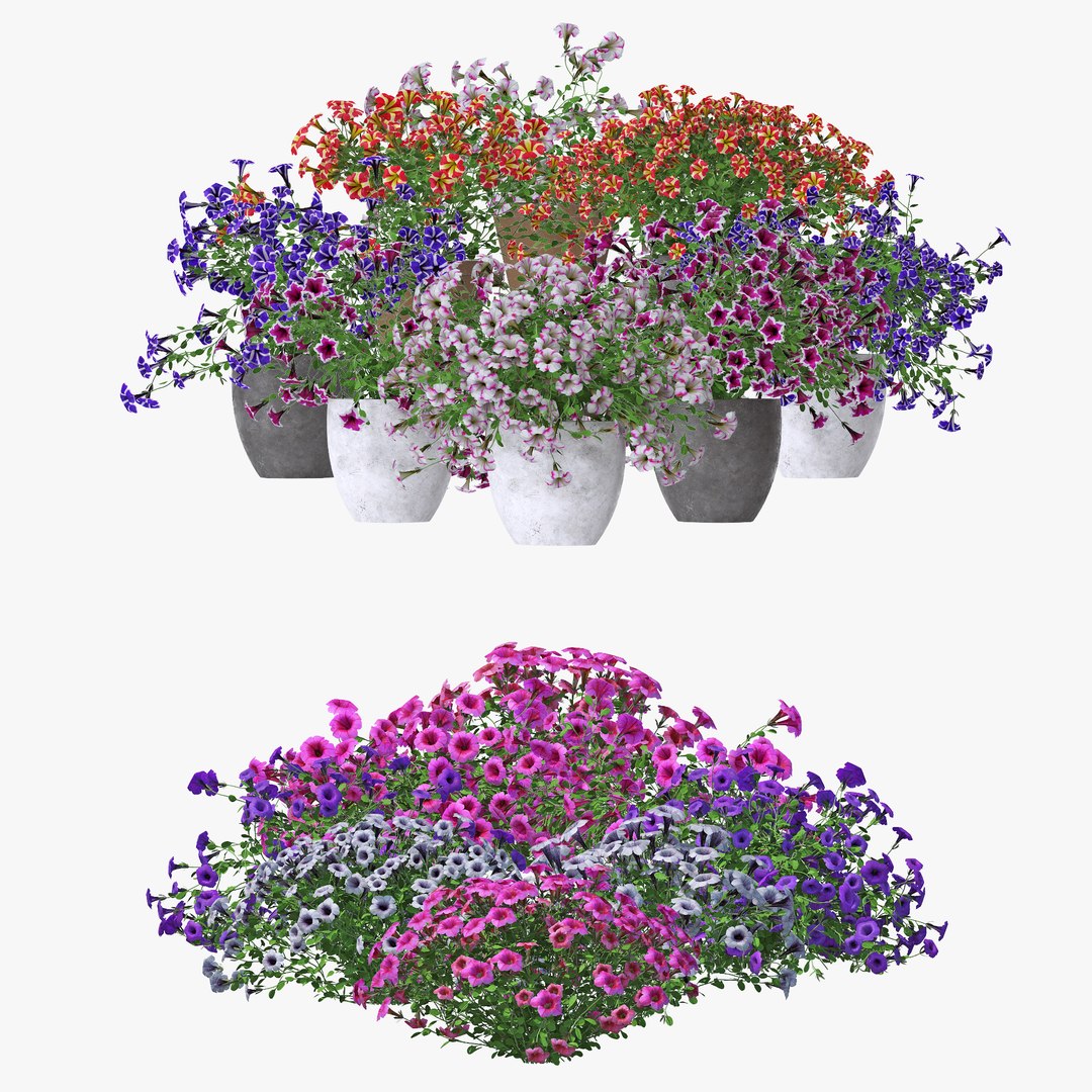 Petunia Flowers Model - TurboSquid 1339578